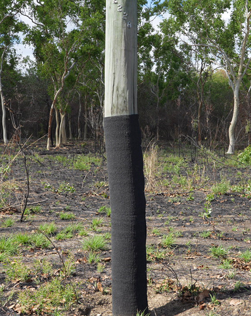Power poles withstand bushfire in Queensland trial | Ergon Energy